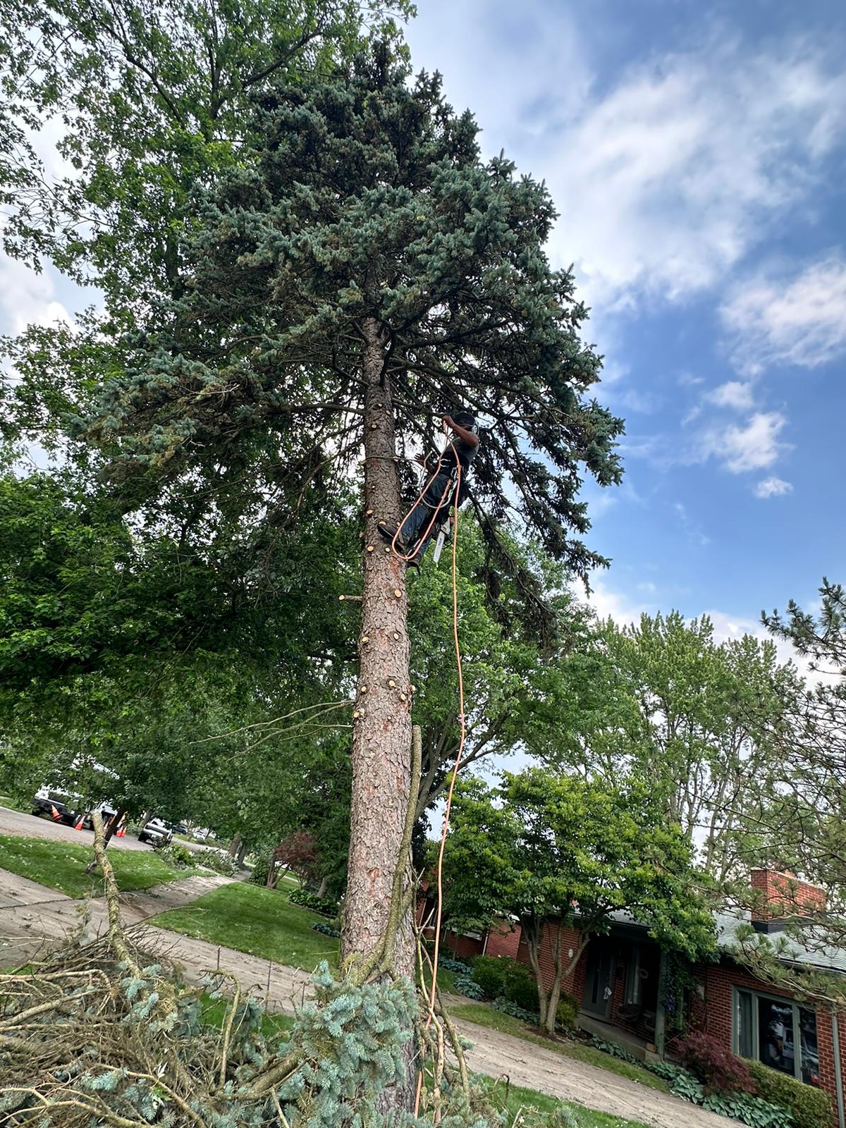 Tree Trimming and Pruning