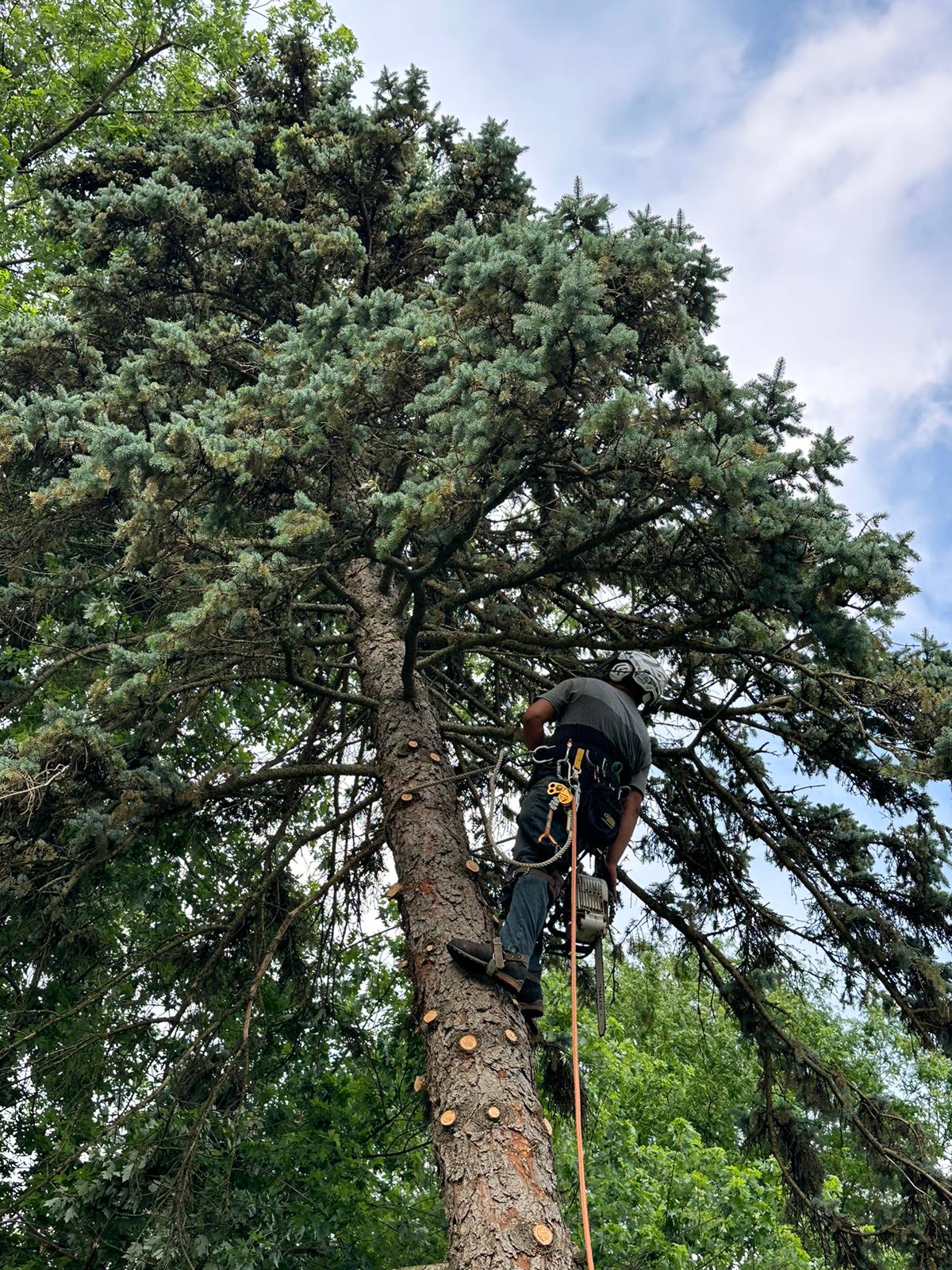 Tree Trimming and Pruning